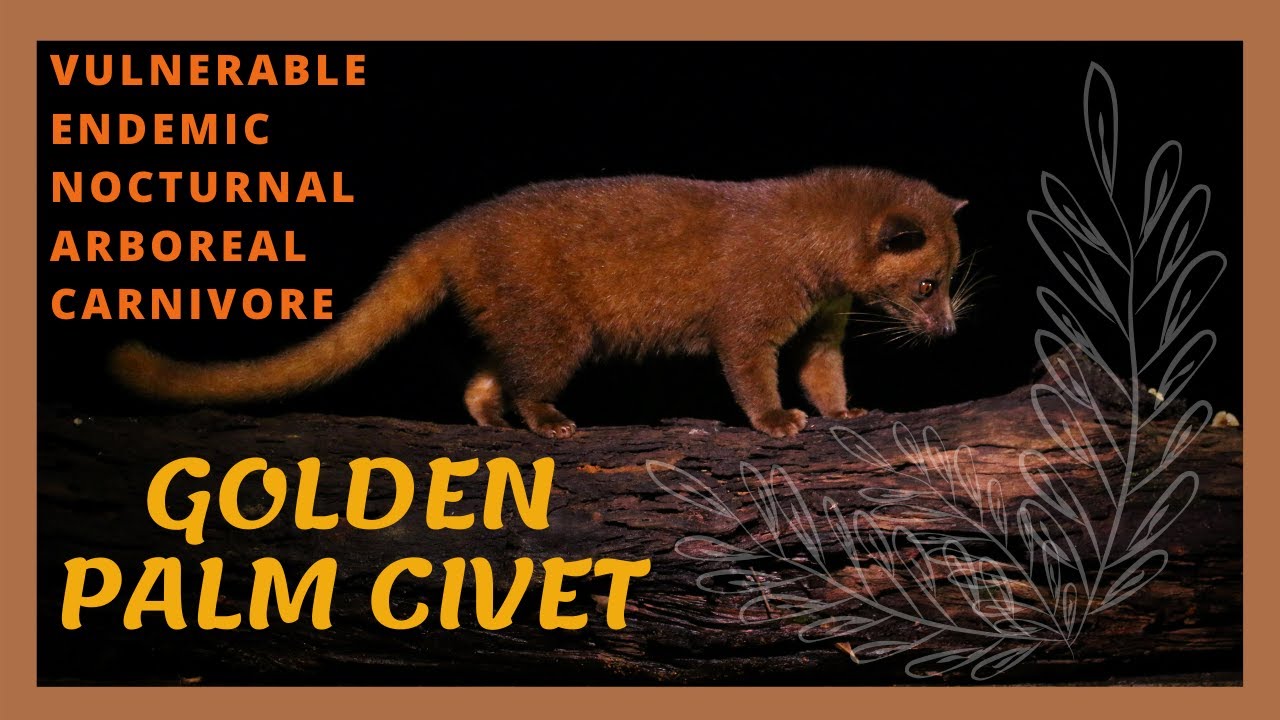 A moment with the Wild - Golden Palm Civet @ Sinharaja Rain Forest ...