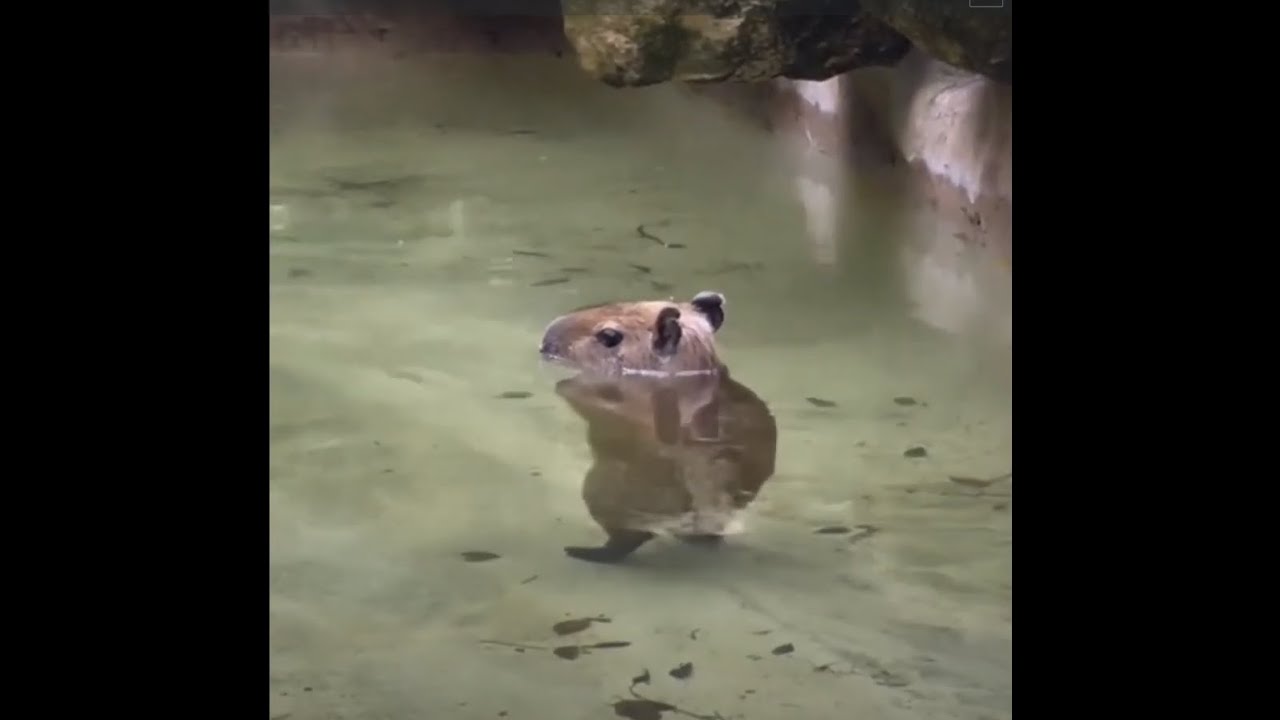 capybara walks in water meme - YouTube