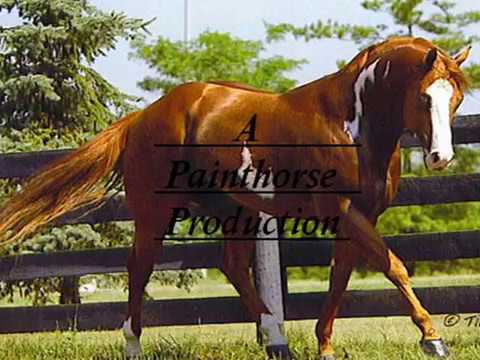 Mostly Padron arabian stallion - YouTube