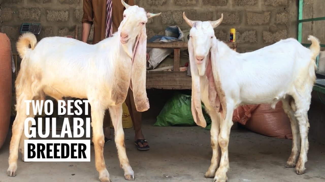 Two Top Class gulabi goat breeder | Best breeders of Gulabi goats ...
