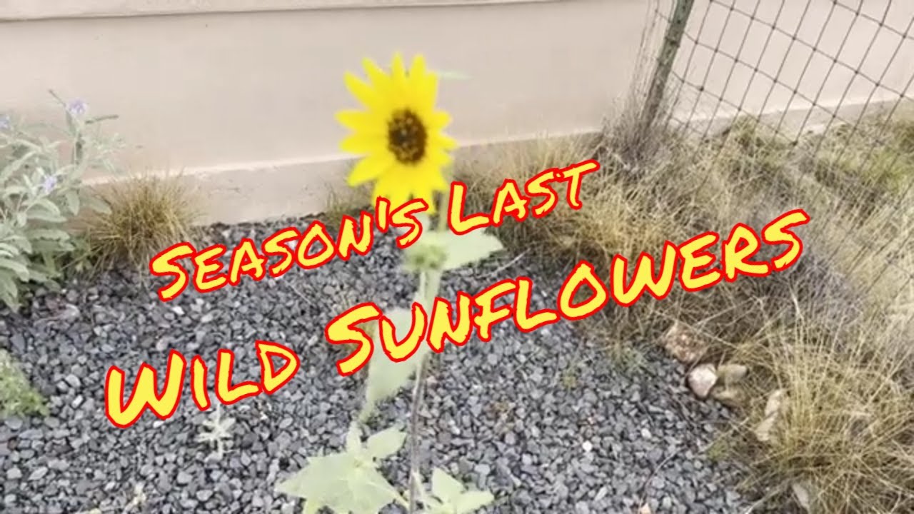End Of Greenhouse Plants Coming SOON - YouTube