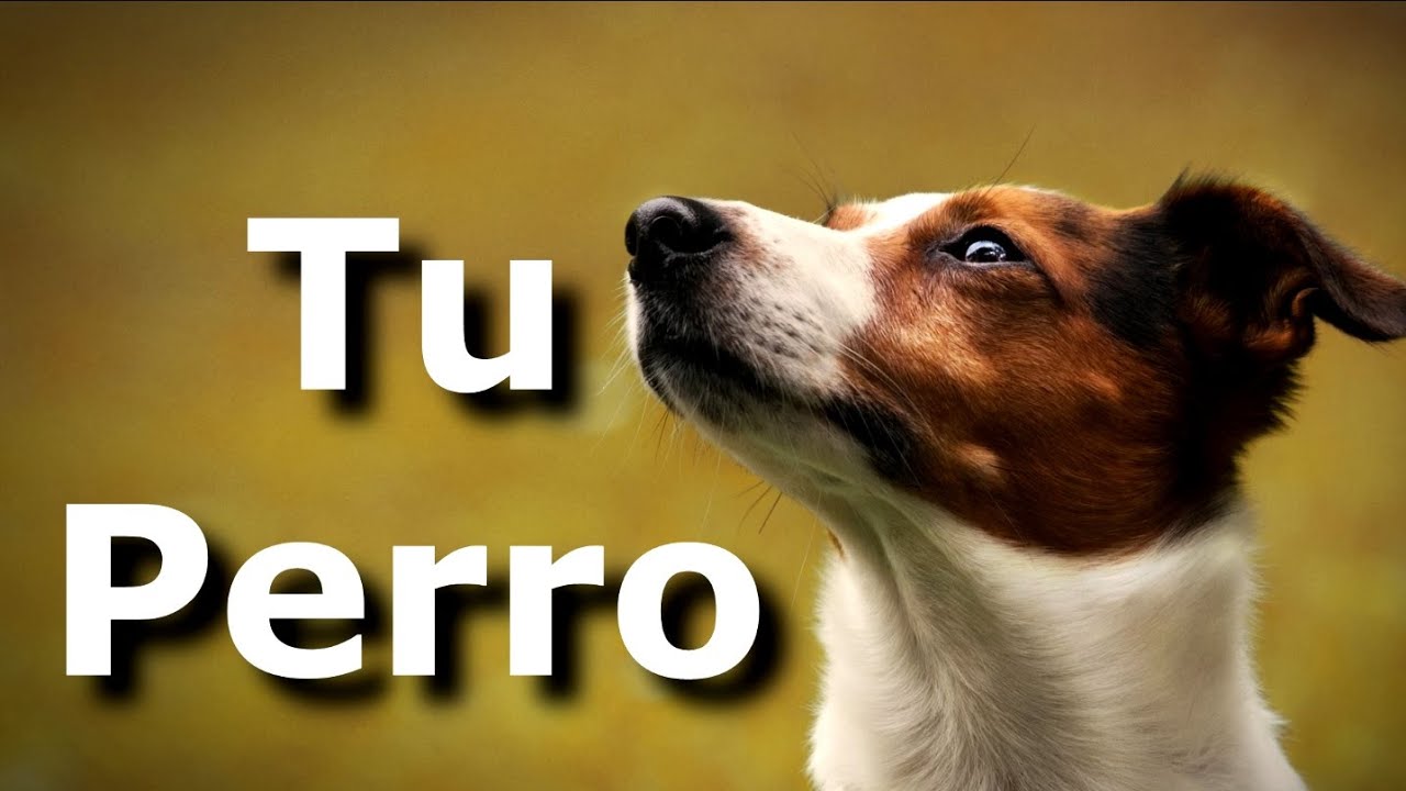 Tu Perro, El perro que va mejor con tu personalidad según tu signo del ...