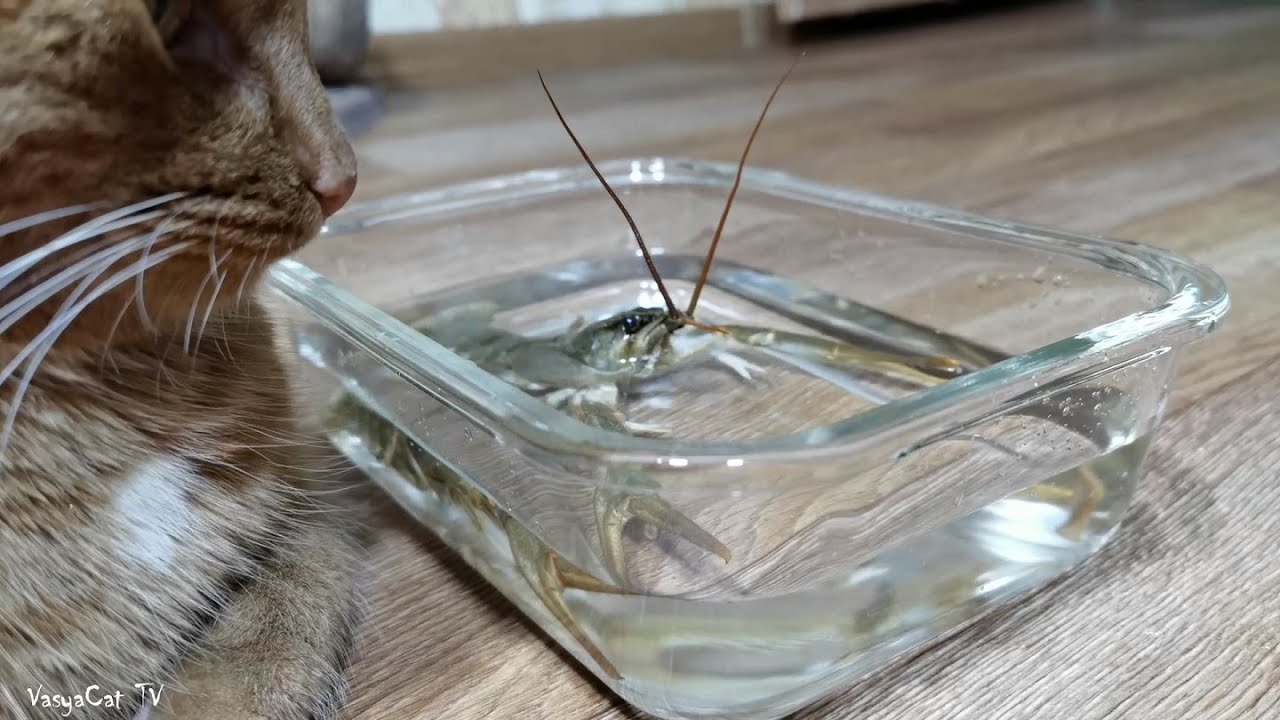 Рак Рома в гостях у Кота Васи 😼🦀 Cancer Roma visiting the Cat Vasya ...