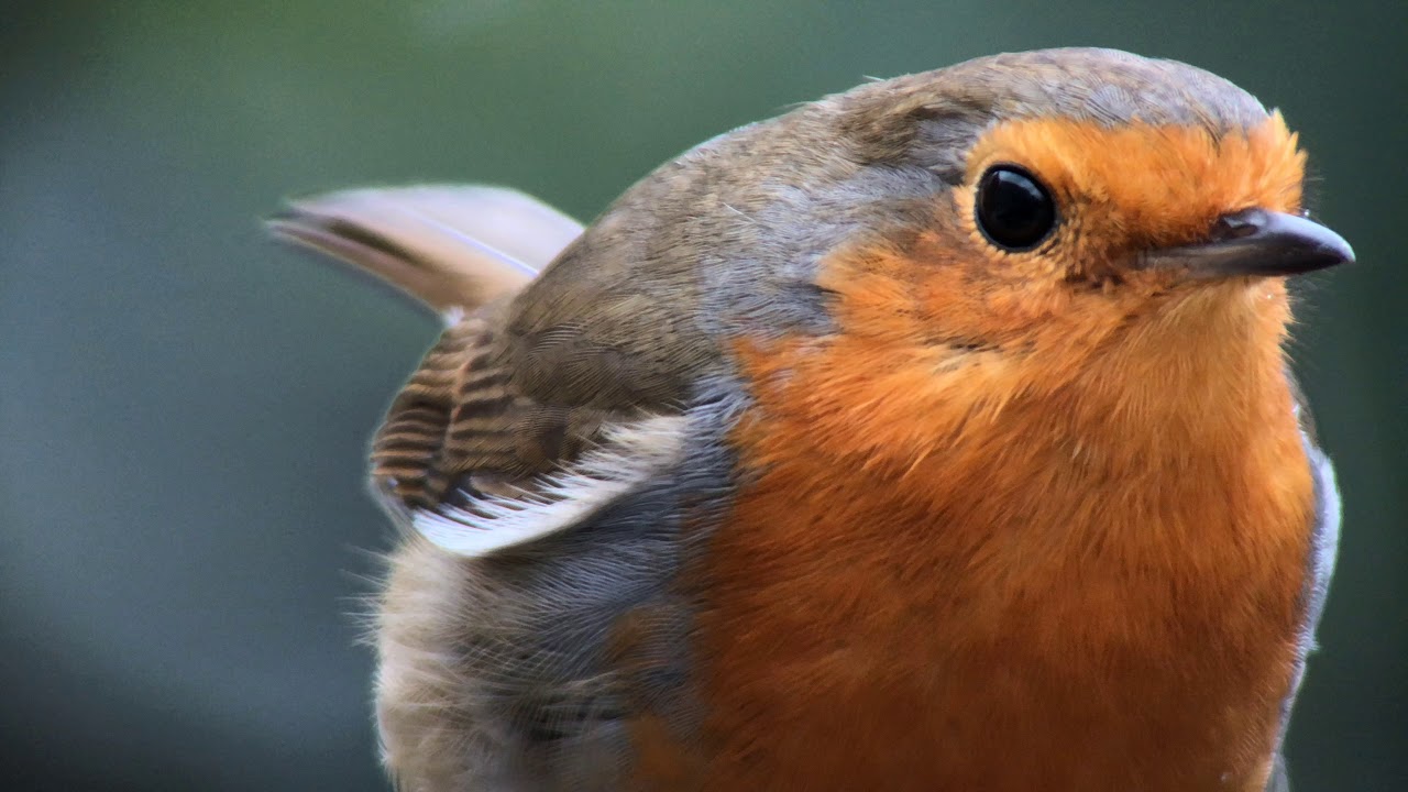 Robin at bird table - YouTube