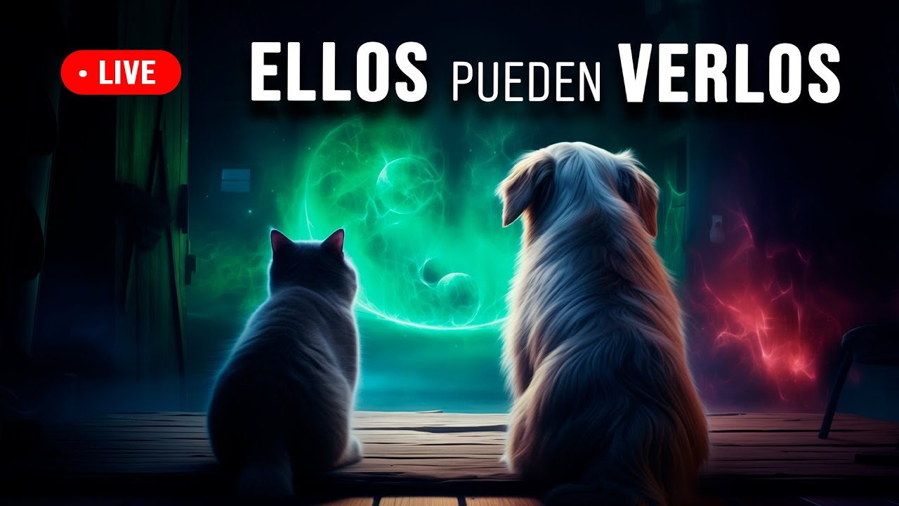 🐾Las MASCOTAS y su percepción PARANORMAL: Sensibilidades Ocultas de ...