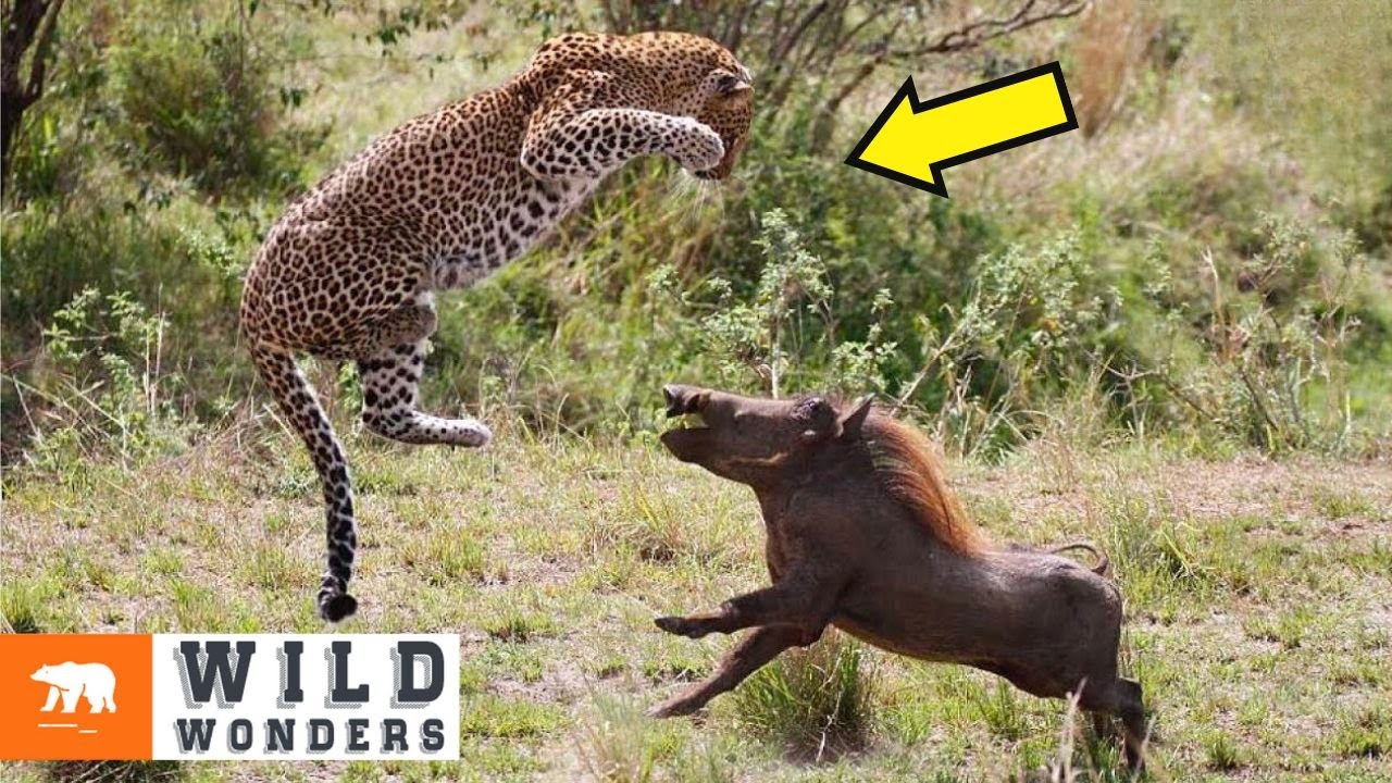 Boar Surprises Leopard and Makes It Fly - YouTube