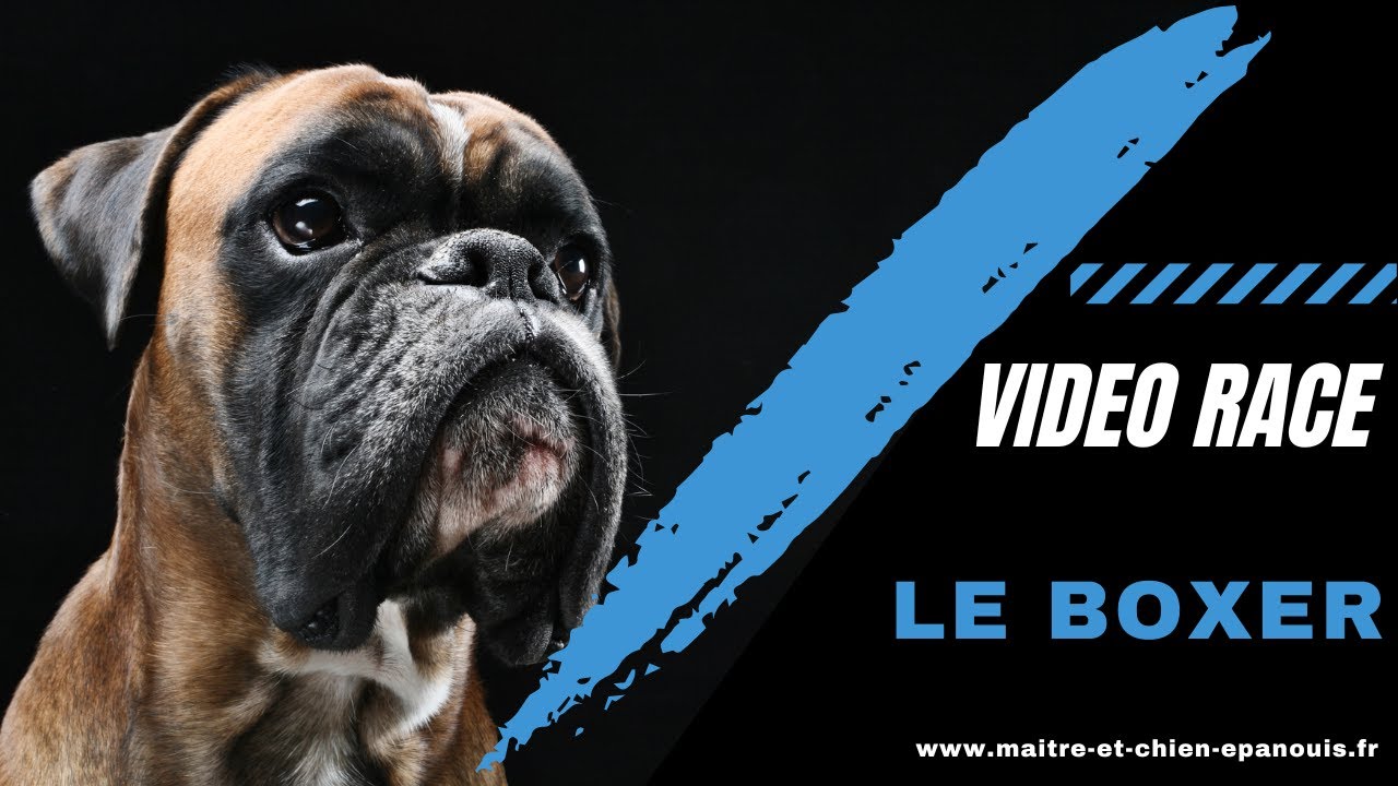Pour tout savoir sur la race du Boxer - YouTube