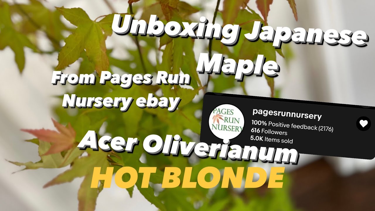 Unboxing Rare Japanese Maples from eBay - Acer Oliverianum Hot Blonde a Mr Maple Introduction ...