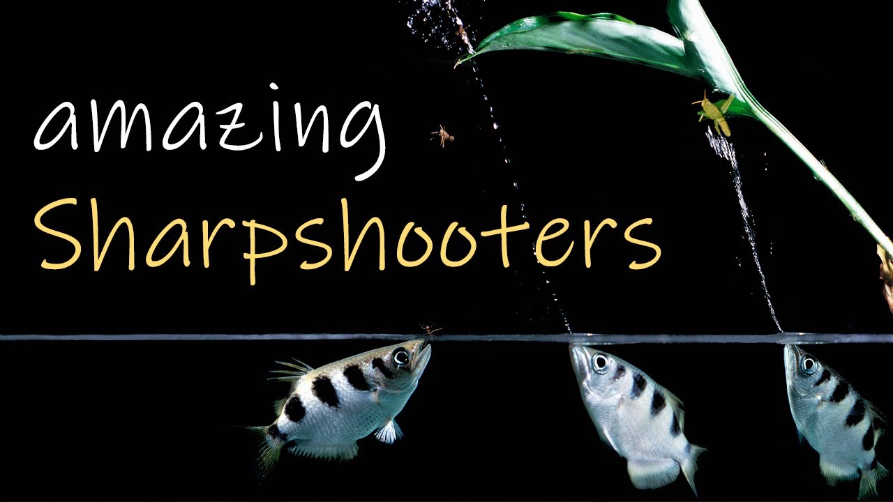 Archerfish the Sharpshooters of the Aquatic World - An In-Depth Look ...