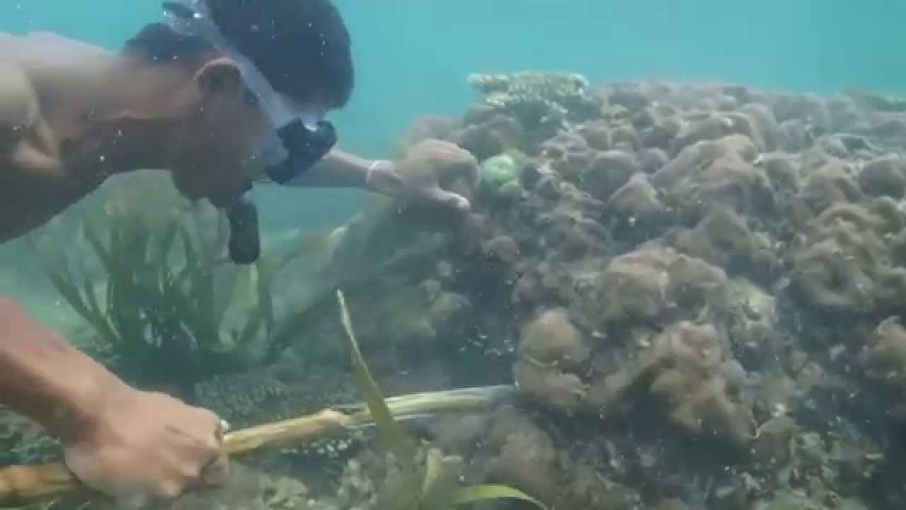 Lombok underwater: diving with Betet, the octopus catcher - YouTube