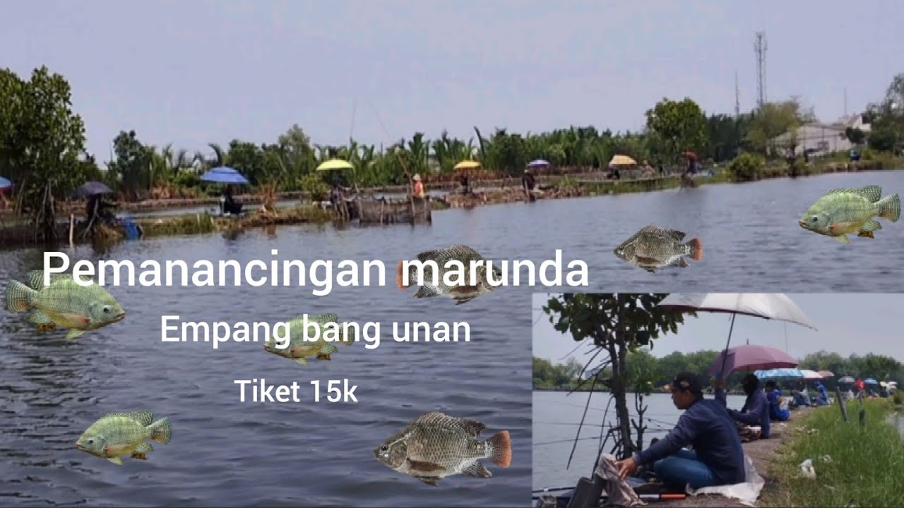 mancing dimarunda empang bang unan || lumayan ada hasilnya - YouTube