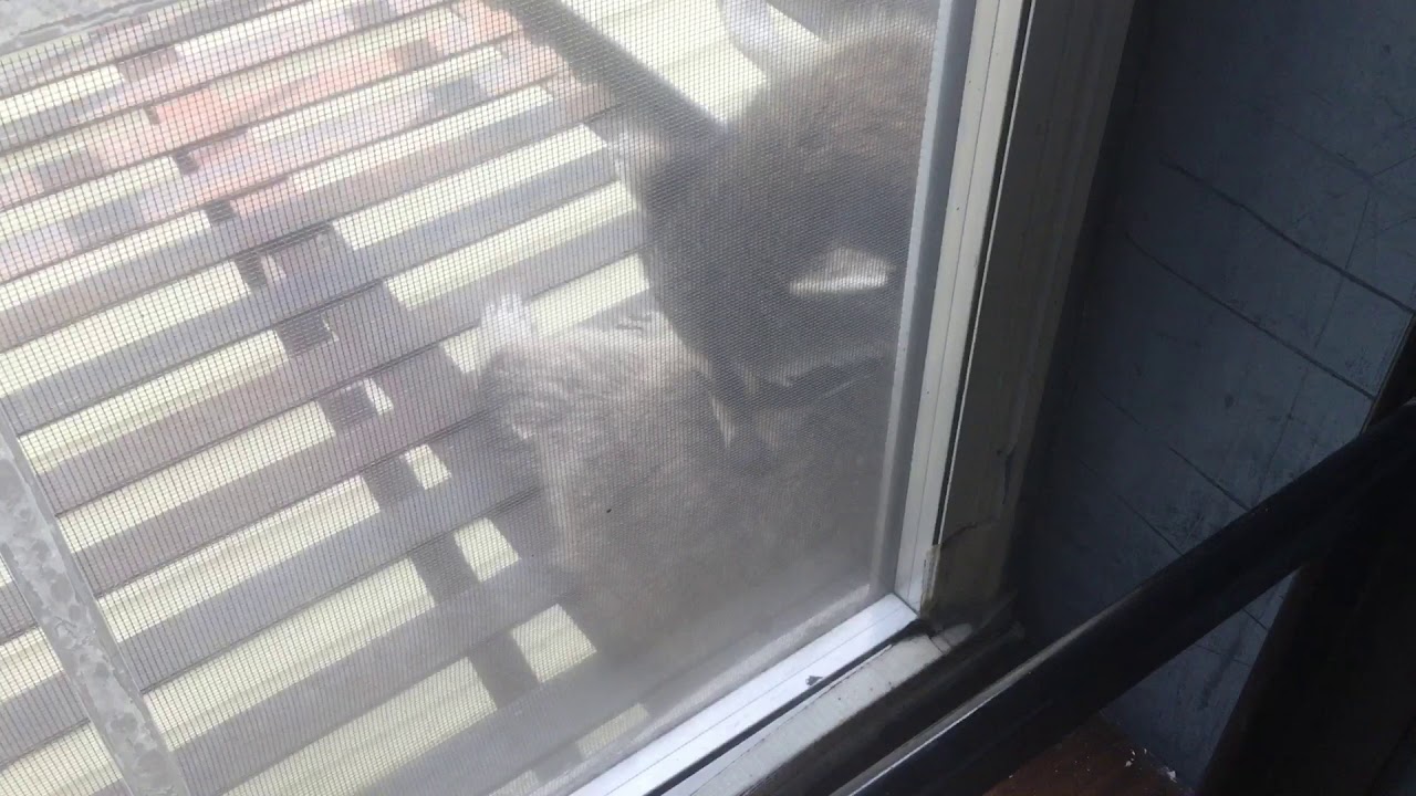🦝 Raccoon at my window 🦝 - YouTube