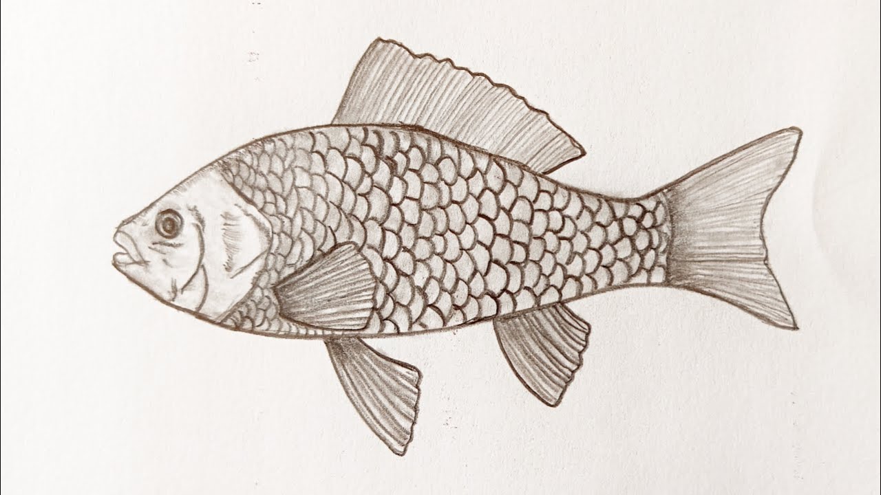 Jawless Fish Drawing
