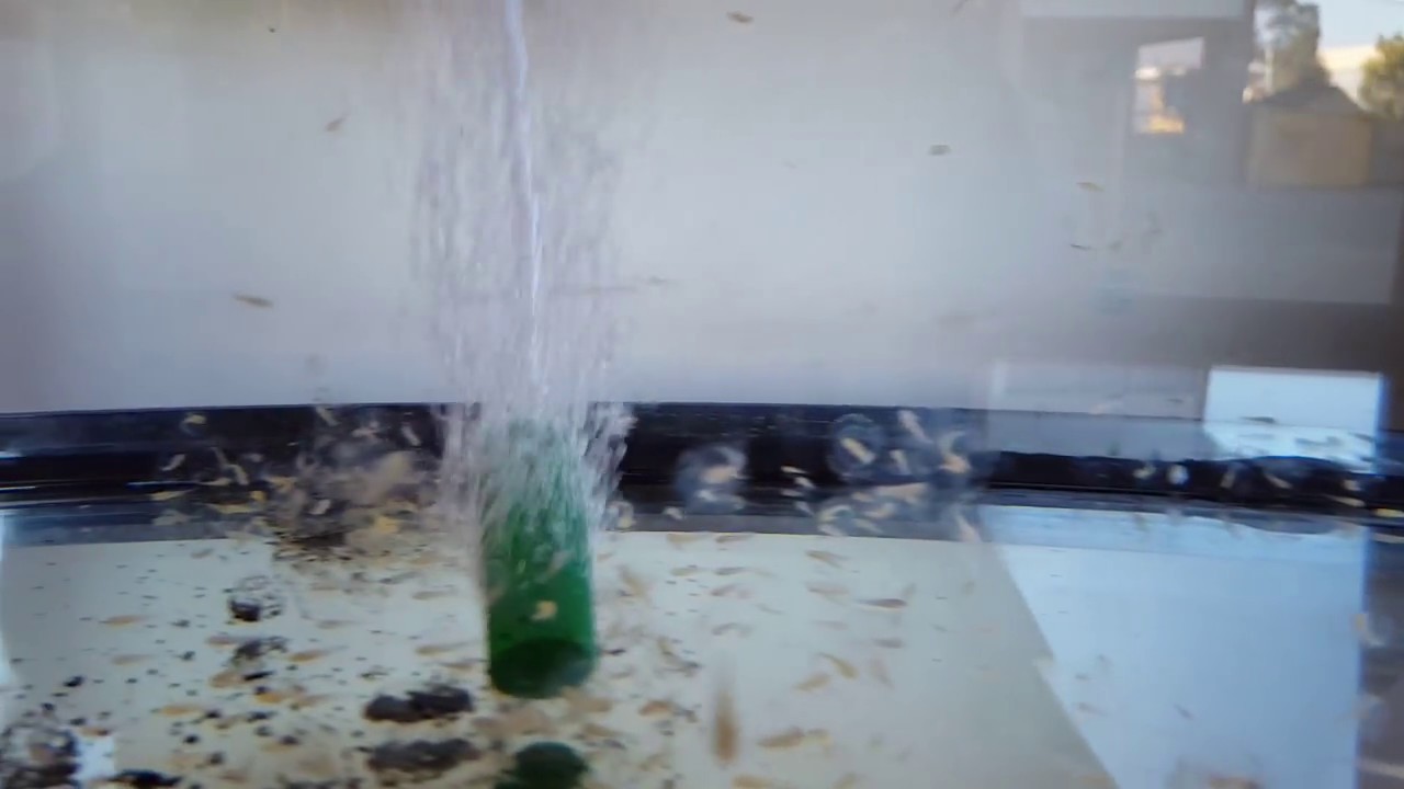 Hatching Axolotl - YouTube