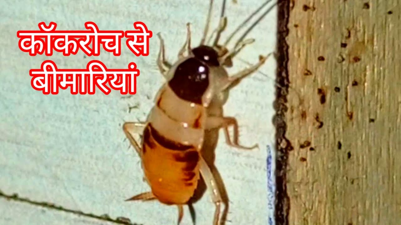 कॉकरोच से कौनसी बीमारी होती है/cockroach insect video/tilchatta keet # ...