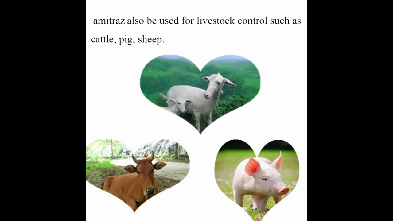 insecticide taktic amitraz - YouTube