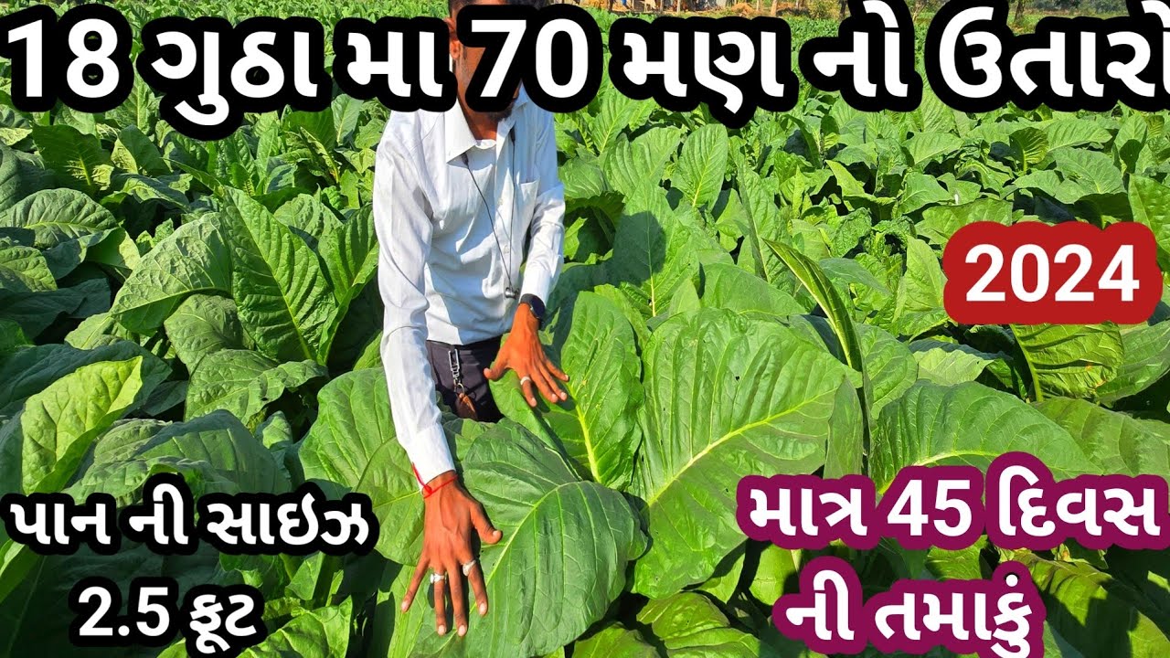 તમાકુની ખેતી || 18 ગુઠા મા 70 મણ નો ઉતારો || 9909887736 || Tamaku ...