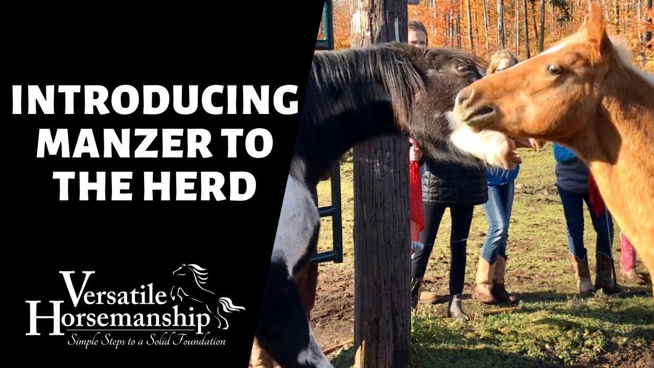 INTRODUCING MANZER TO THE HERD // Versatile Horsemanship - YouTube