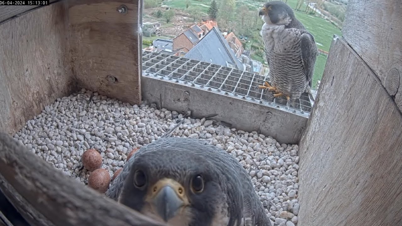 Peregrine Falcon Webcam Looking Up - YouTube