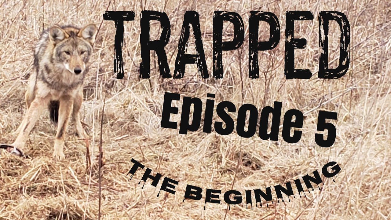 Trapped Episode 5 coyote trapping and outdoors show for the working man ...