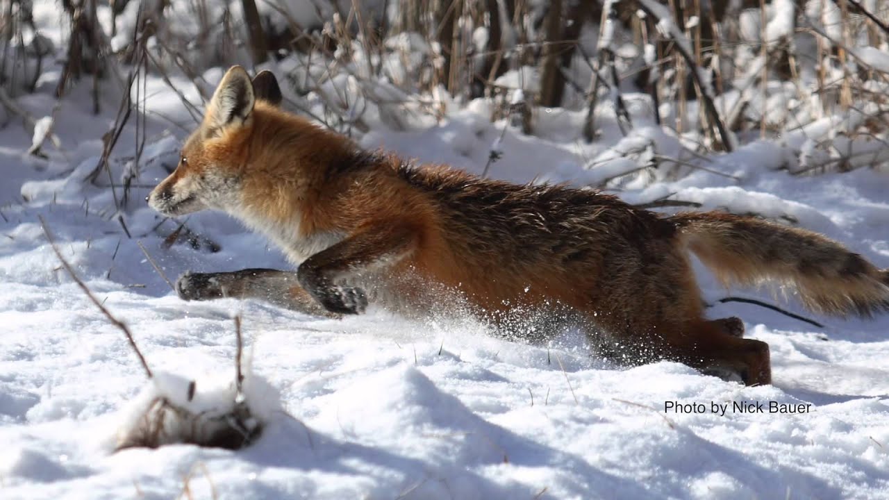 Reston Today - Red Foxes - Walker Nature Center - YouTube