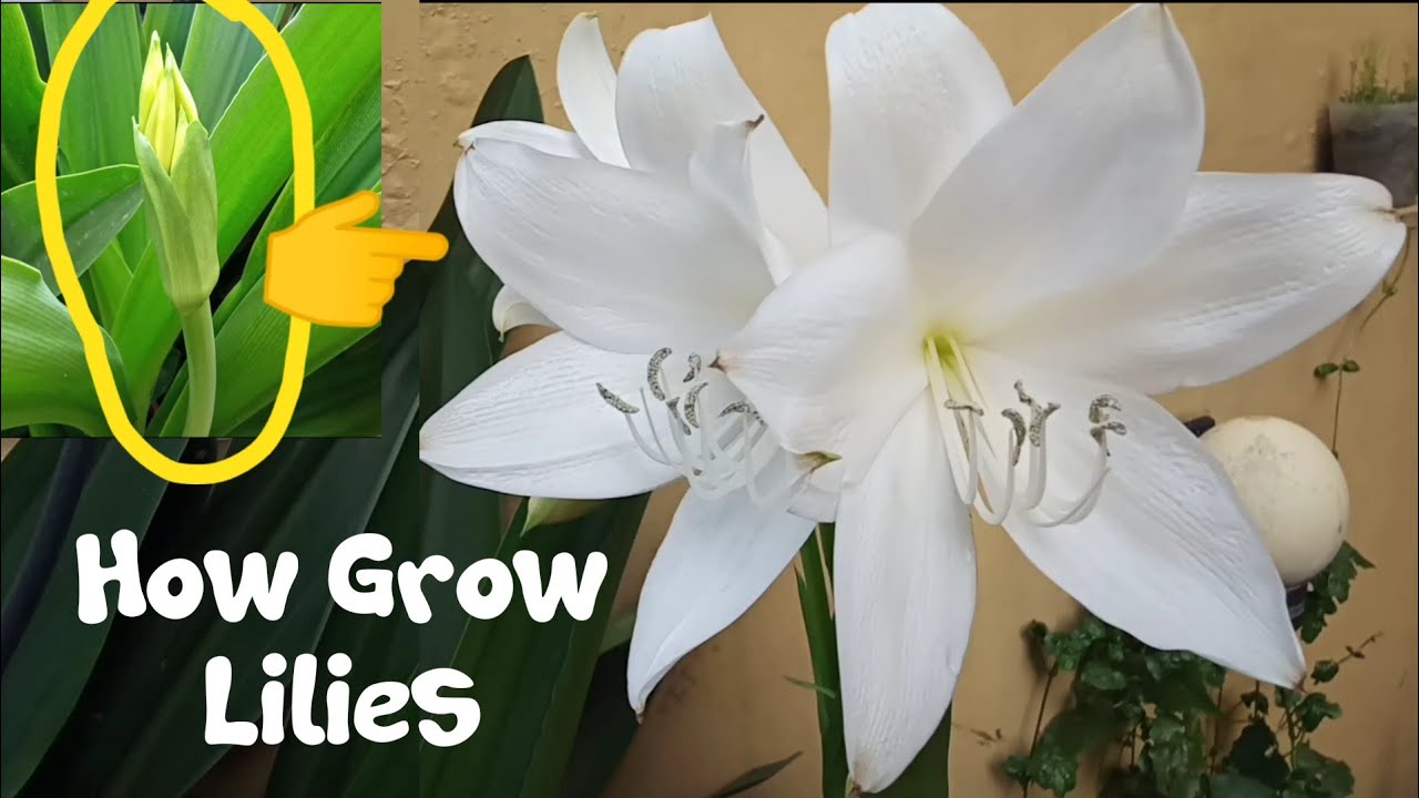 How plants and grow lilies || pertumbuhan bunga Lily dari mulai kuncup ...