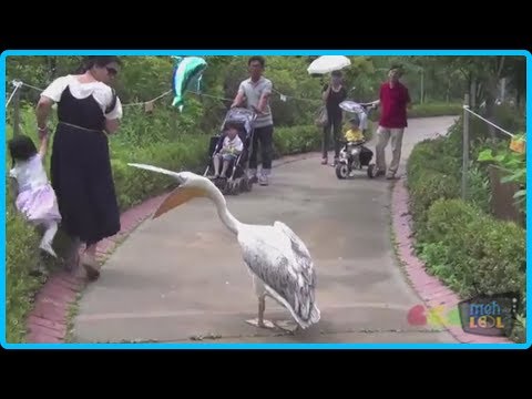 Animals Can Be Jerks Compilation!