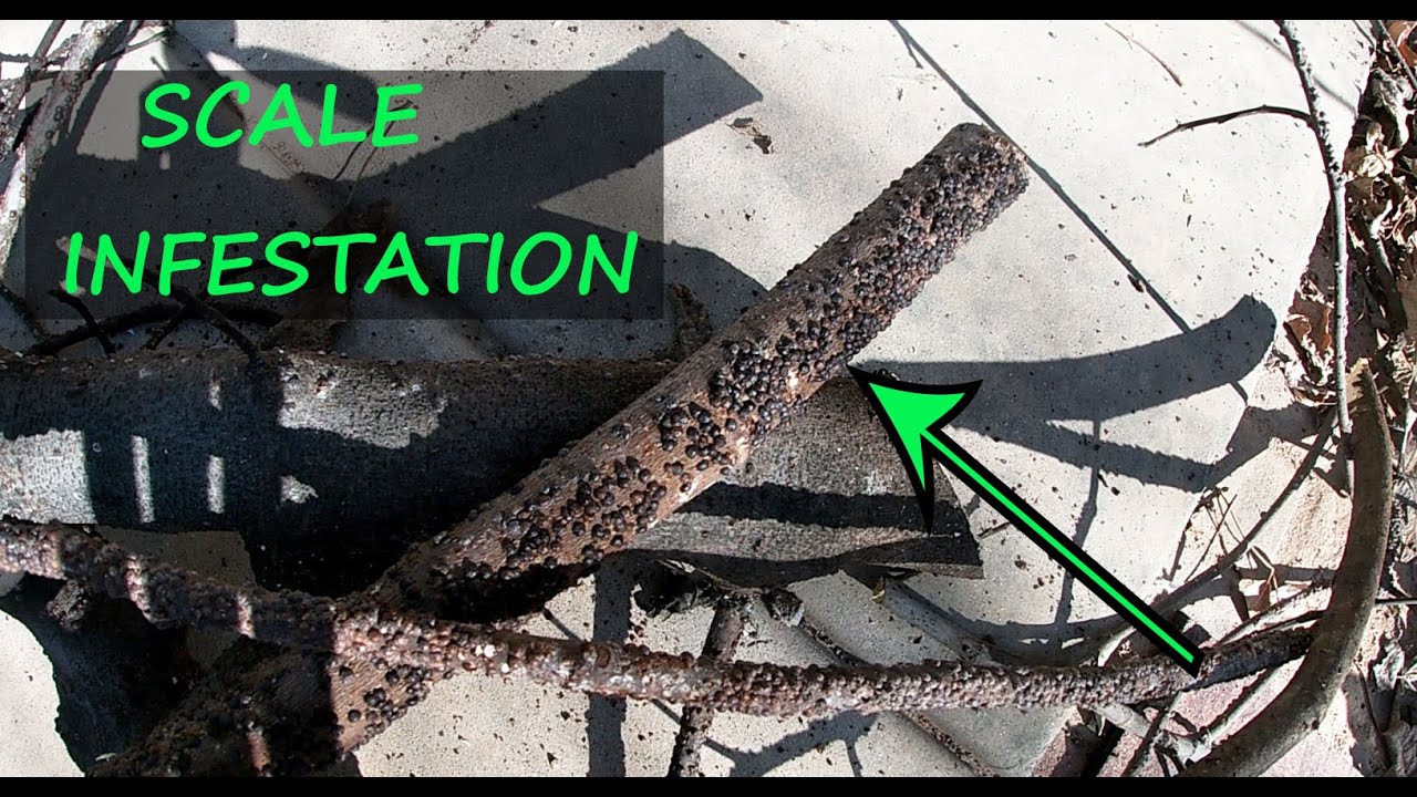 MASSIVE Scale Infestation On Fig Tree - YouTube