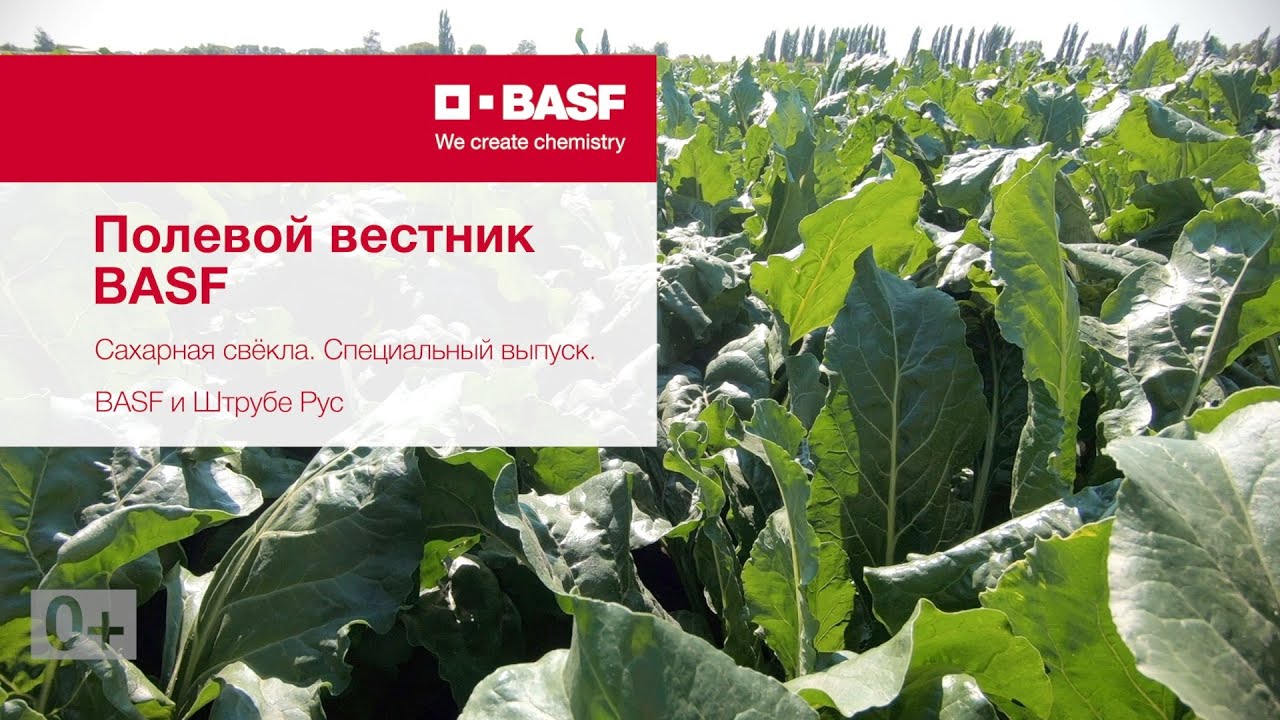 Полевой вестник BASF. Сахарная свёкла. Специальный выпуск. BASF и ...
