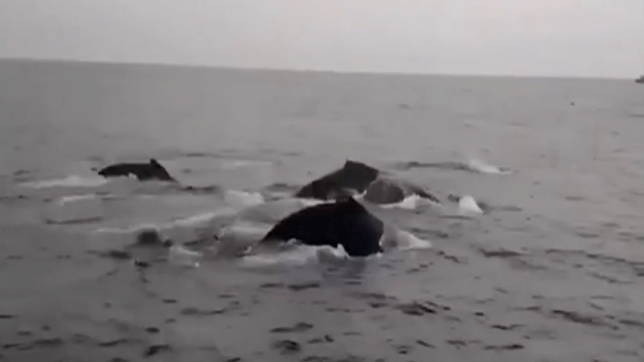 Large whales spotted in east China - YouTube