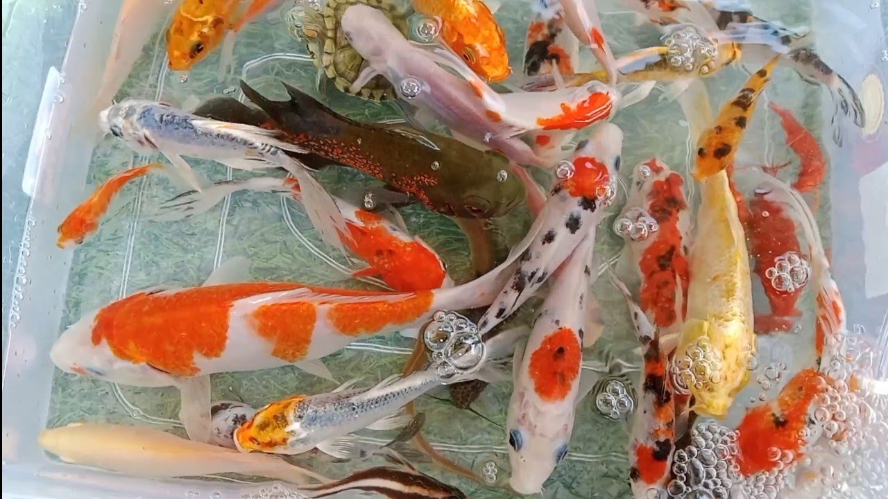Unboxing ikan warna warni,ikan koi,ikan lele,ikan koki,ikan oscar ...