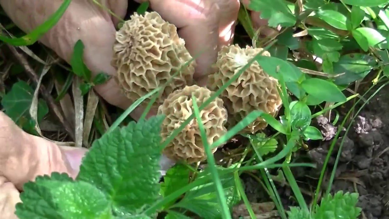 Prime Morchelle con l'amico Pedroni. - YouTube