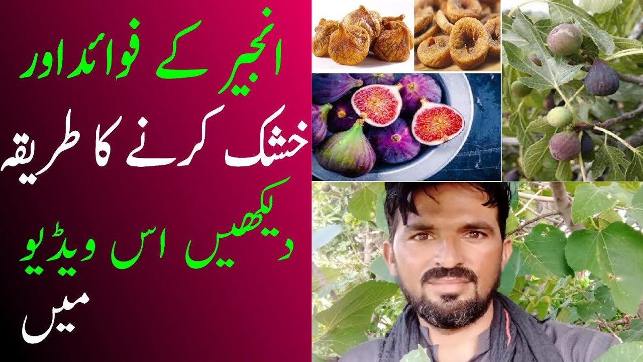 Anjeer ka phal انجیر کے پھل اورفوائد - YouTube