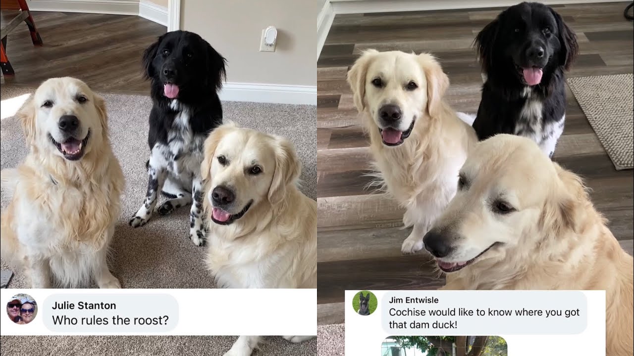 Dogs Answer Fans Questions - YouTube