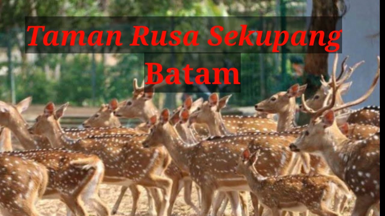 Taman Rusa Sekupang Batam - YouTube