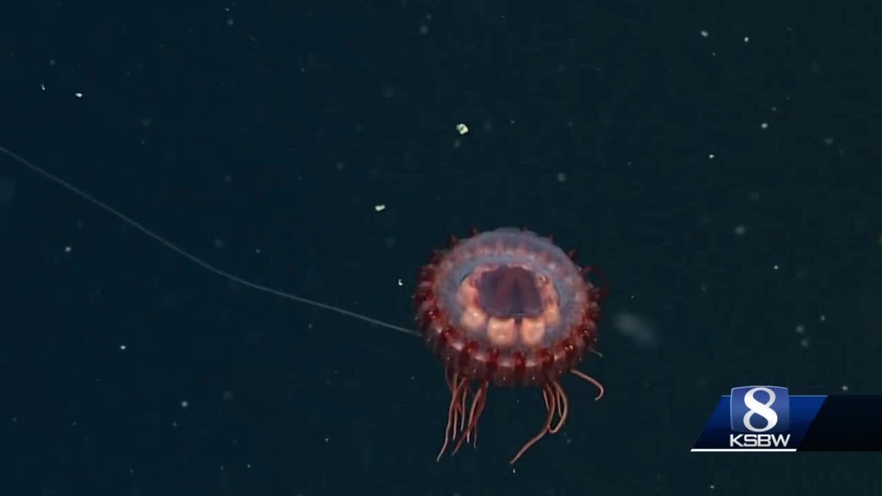 Jellyfish The Complete Guide To Jellyfish For Open Water Swimmers New