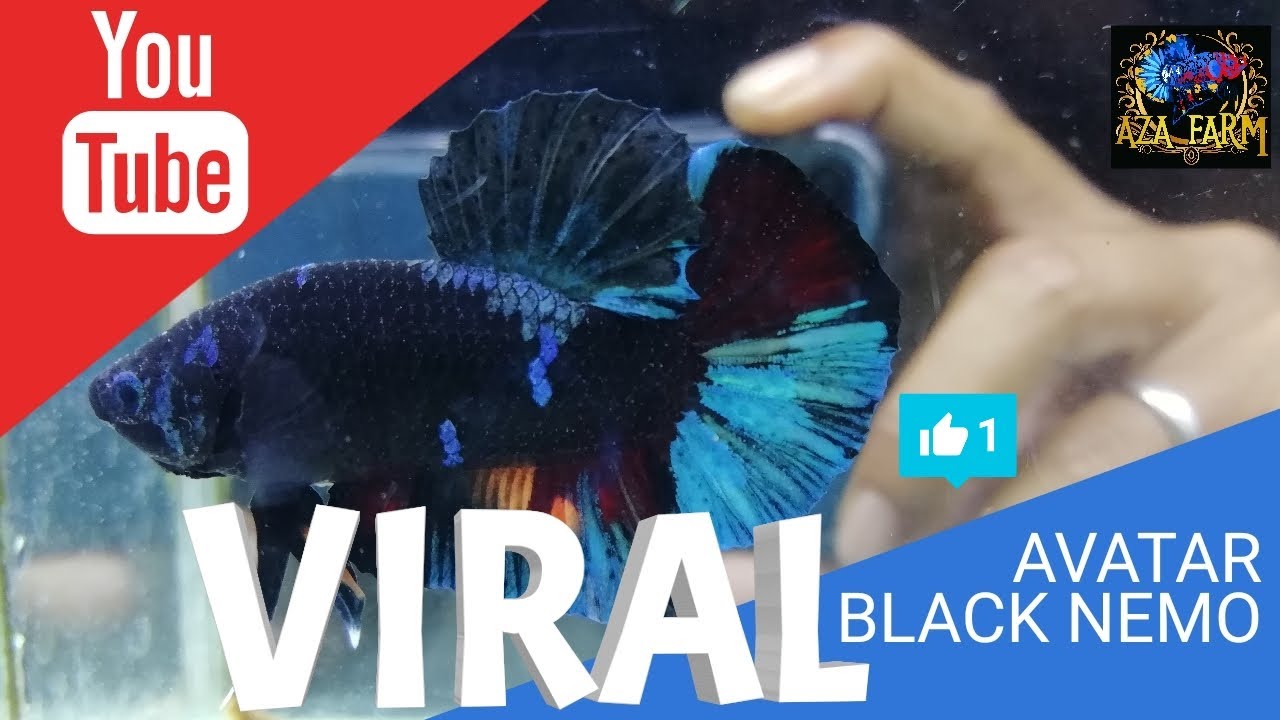 Cupang Viral Avatar Black Nemo | Avatar Black Nemo BettaFish | Plakat ...