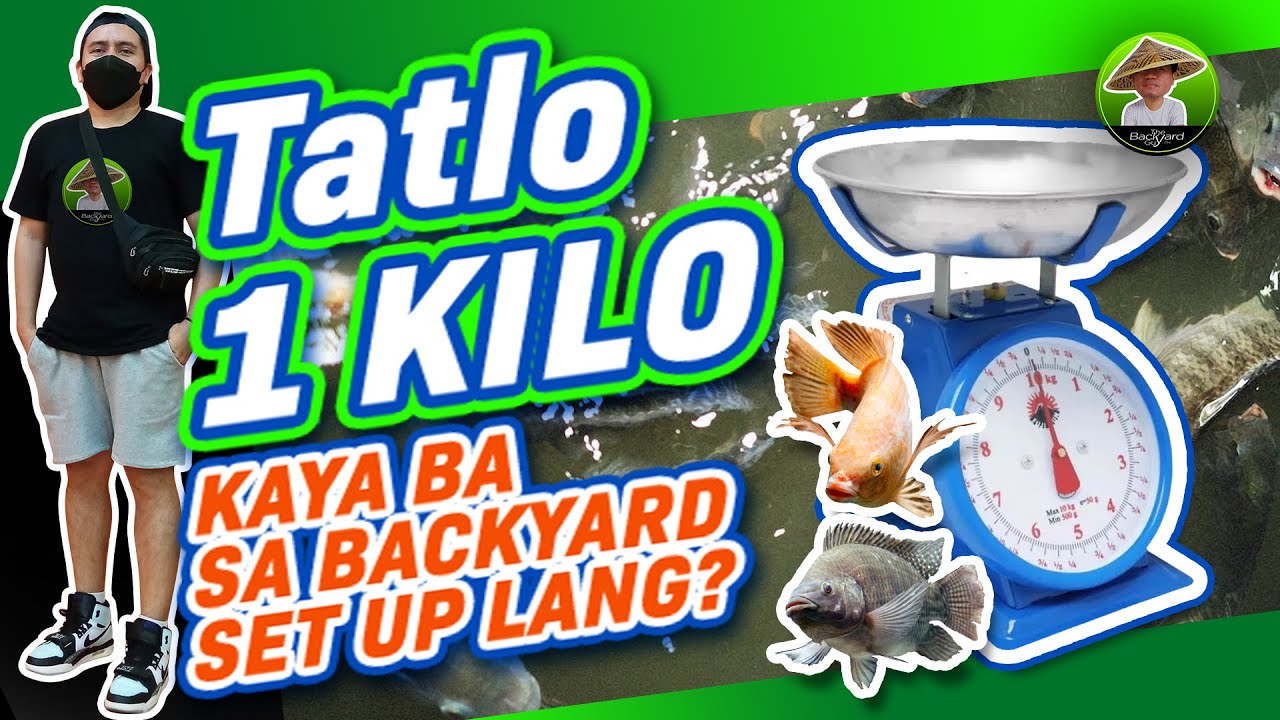 TILAPIA BACKYARD | TATLO 1 KILO | Kaya ba sa Backyard set up lang ...