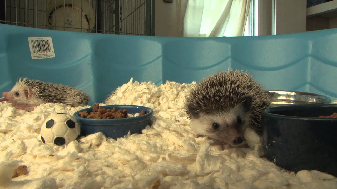 Baby Hedgehog Stretching (HD) - YouTube