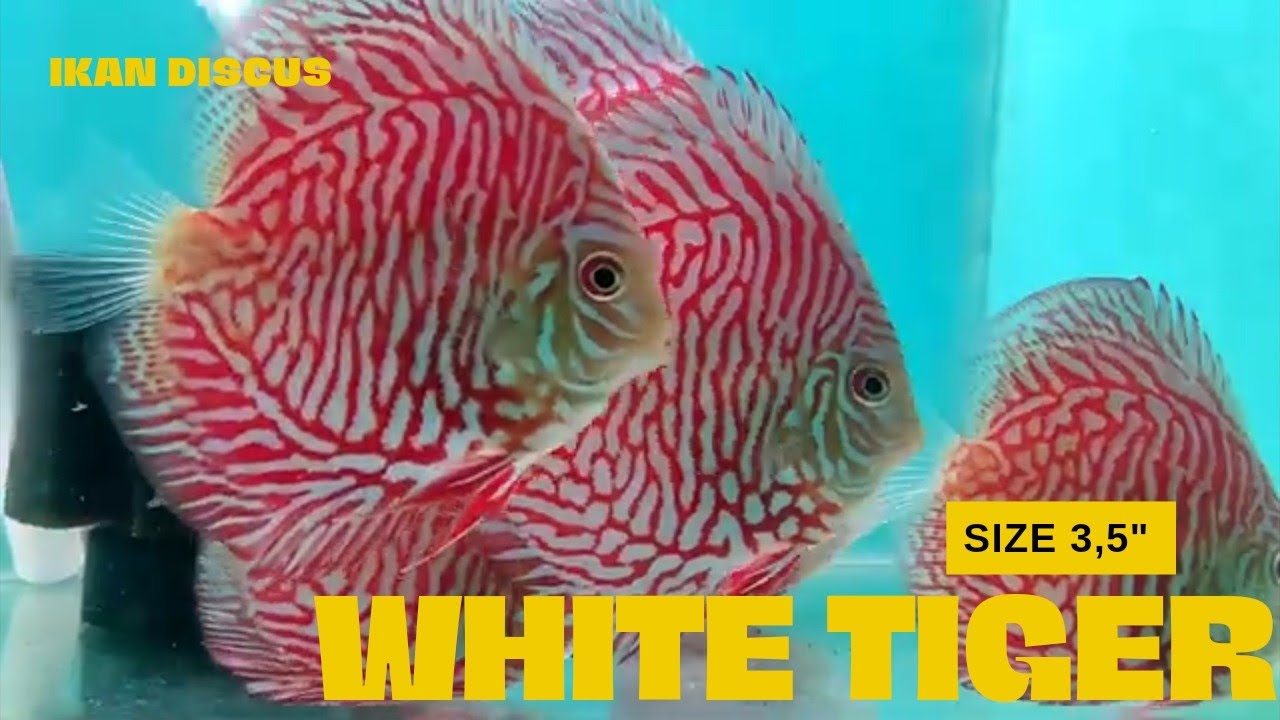 White Tiger Size 3,5" Discus Fish - YouTube