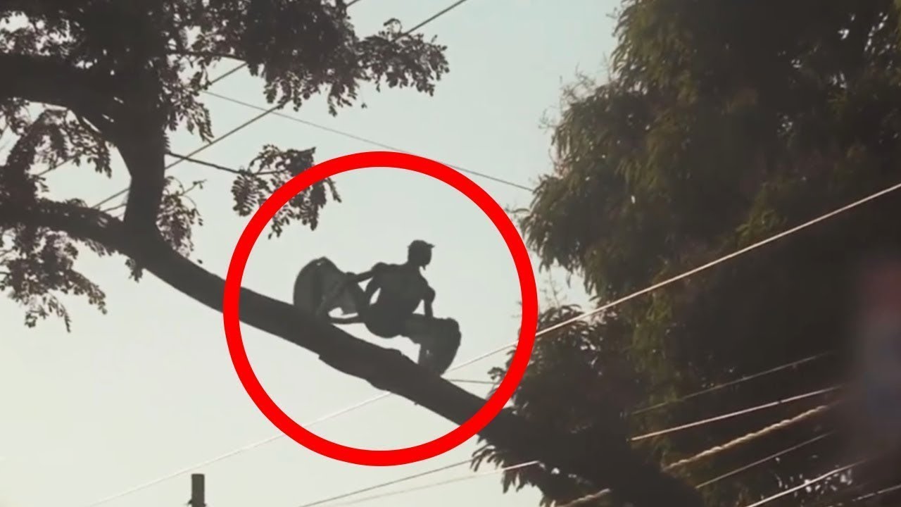 Flying humanoid Reportedly Caught on Video Taking Off From a Large Tree ...