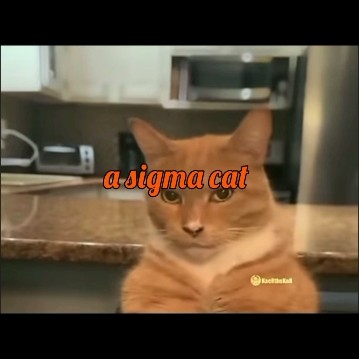 SIGMA CAT || EDIT MEOW MEOW #CAT #sigma #sigmacat #edit #short # ...