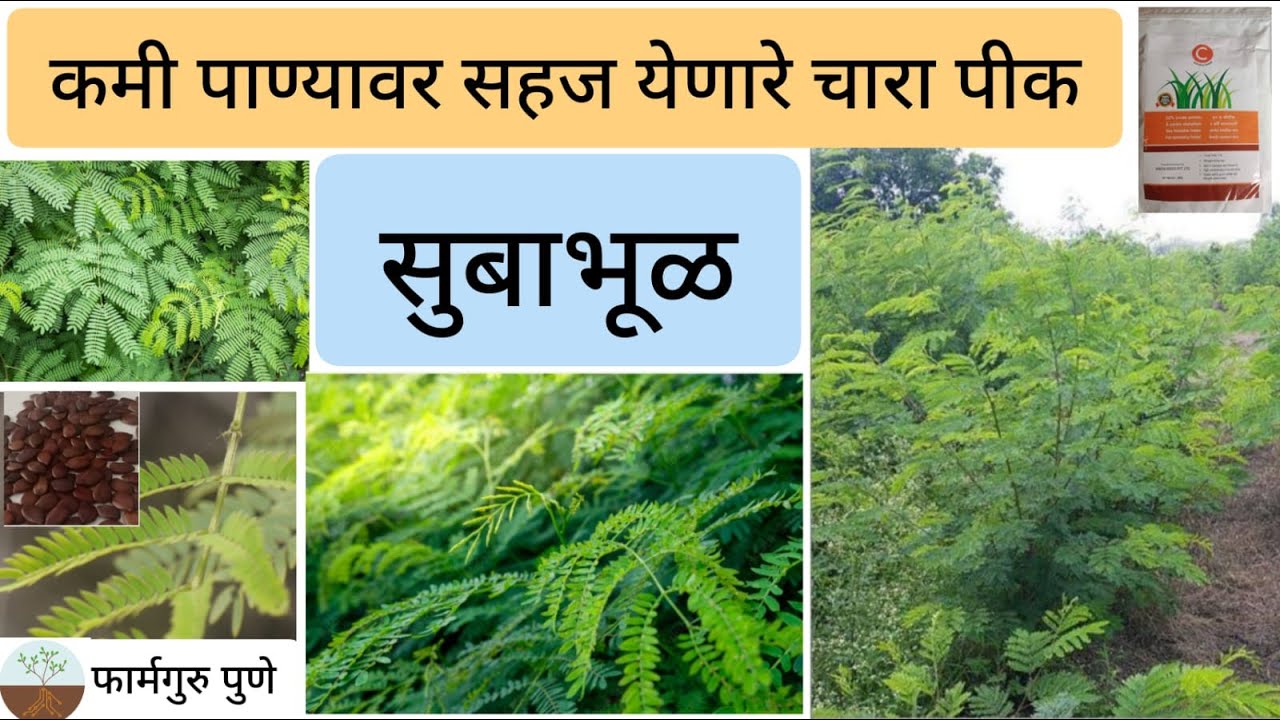 Super Perennial Feed source (6 years) for cows, buffalos and goats ...