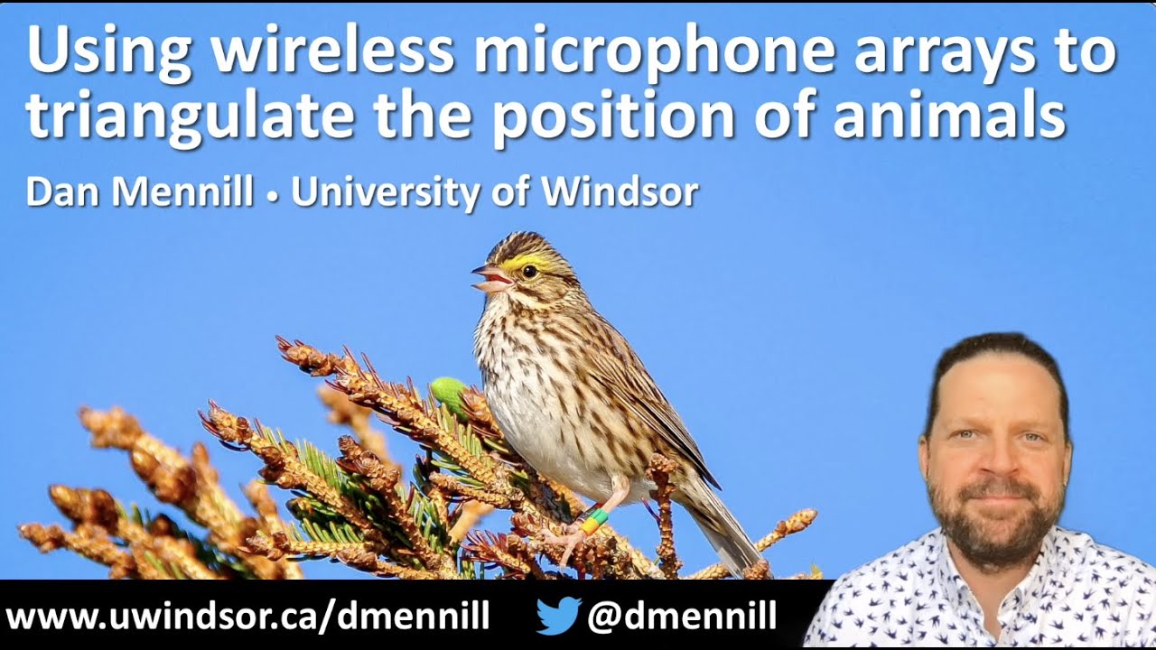 Using wireless microphone arrays to triangulate the position of animals ...