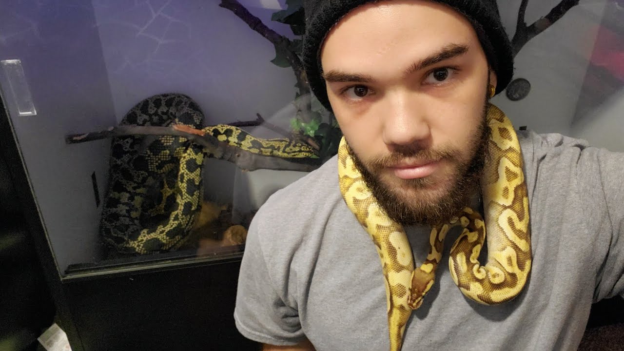 Channel Introduction | Ball Pythons and Carpet Python - YouTube