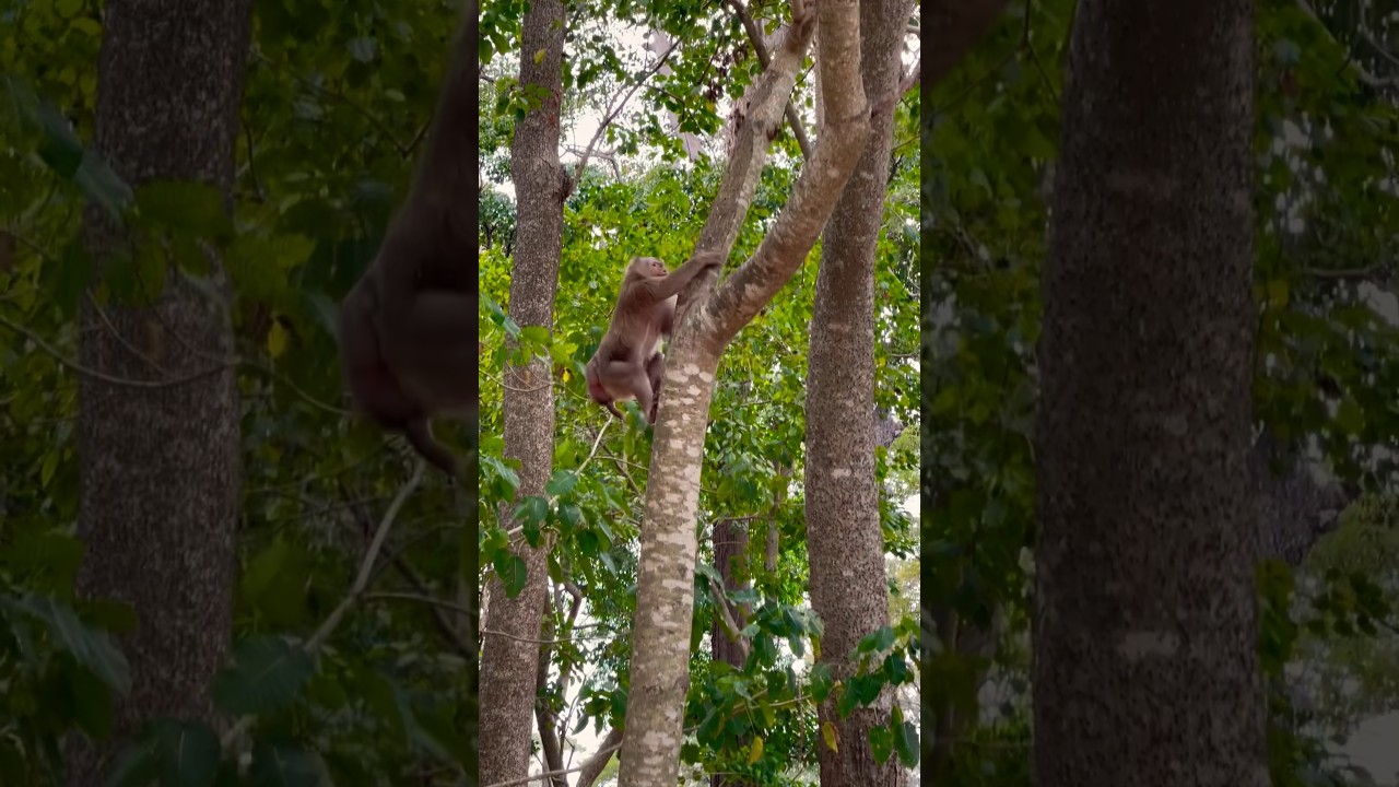 Bella don’t care about anything she just wants to climb up the tree # ...