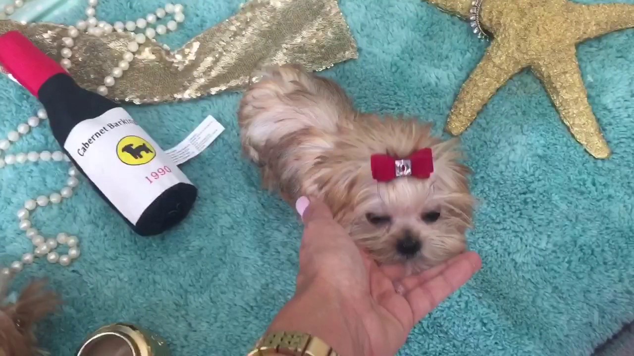 YORKIEBABIES.com Stunning Tiny Teacup Shorkie Puppies 954-324-0149 ...