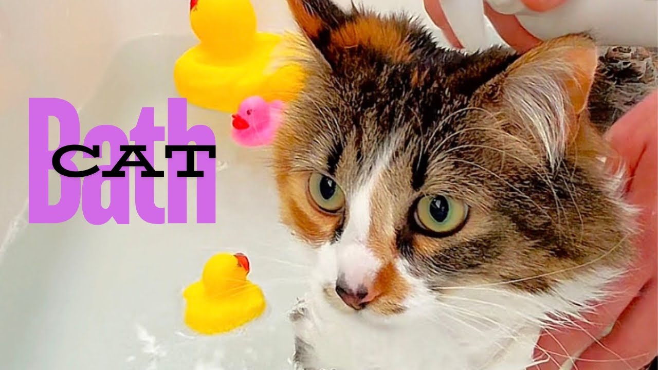 ADORABLE Cat's Bath Time Routine! - YouTube