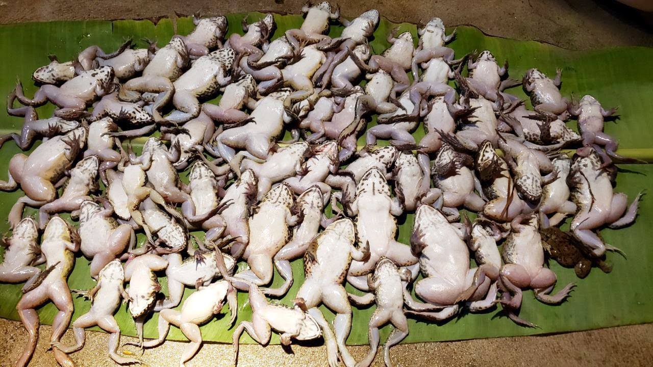 Delicious frog food - YouTube