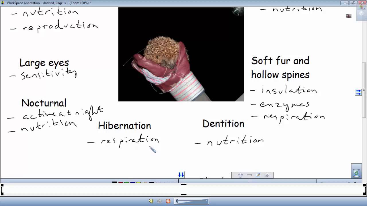 Explaining Adaptations - YouTube